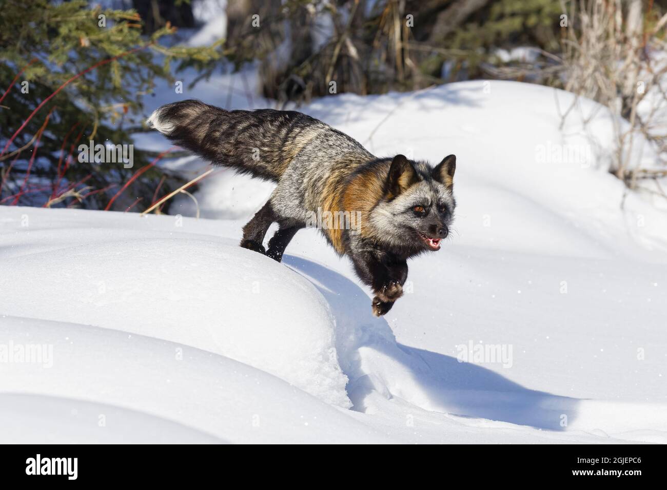 Cross fox a partially melanism form of the red fox, Montana Stock Photo ...