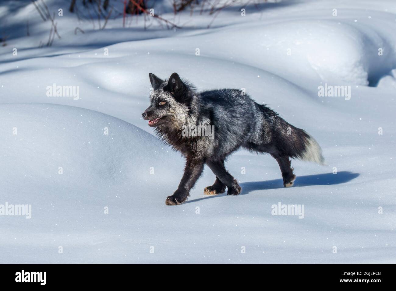Silver fox a melanism form of the red fox, Montana Stock Photo - Alamy
