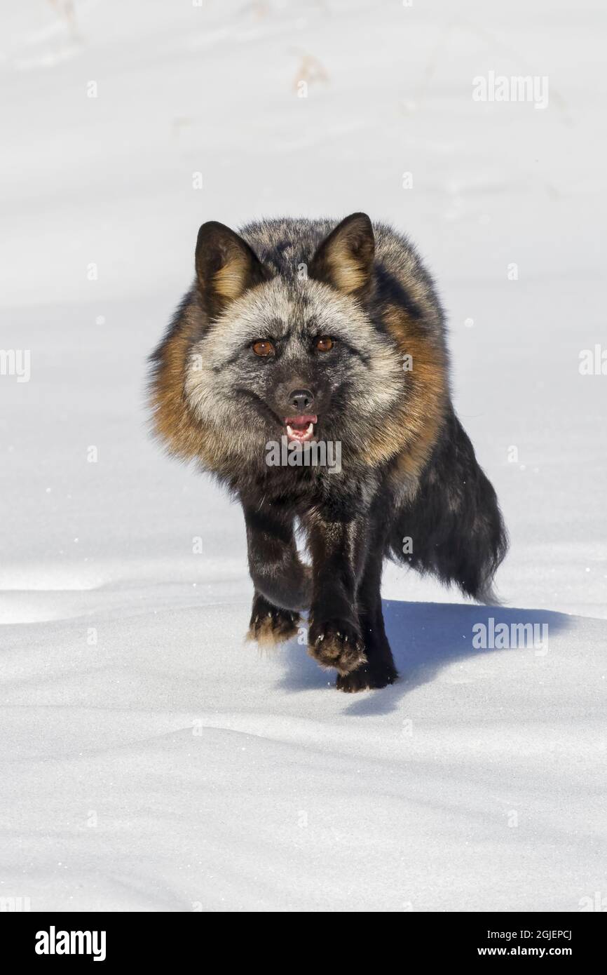 Cross fox a partially melanism form of the red fox, Montana Stock Photo ...