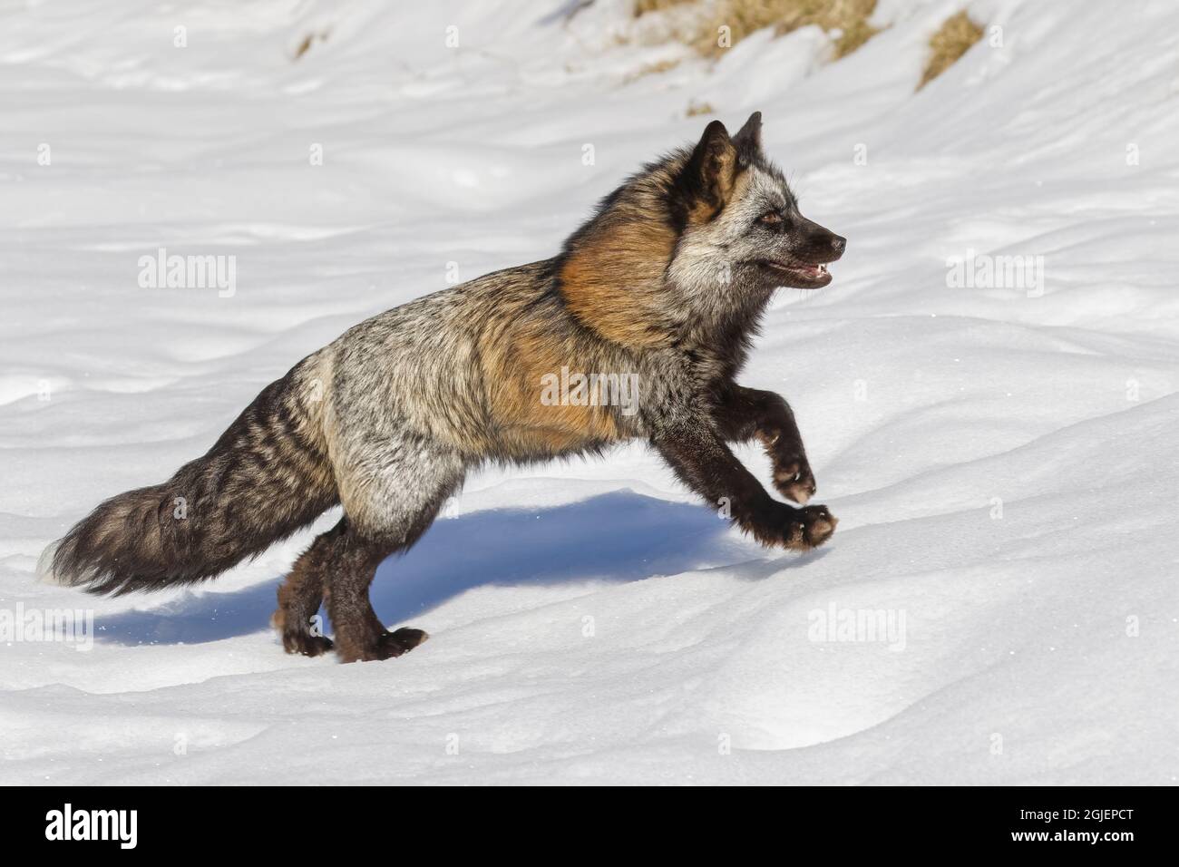 Cross fox a partially melanism form of the red fox, Montana Stock Photo ...