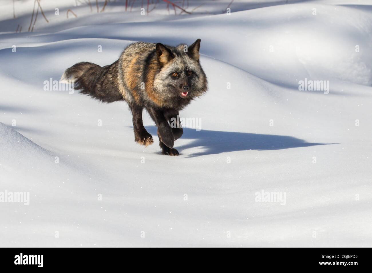 Cross fox a partially melanism form of the red fox, Montana Stock Photo ...