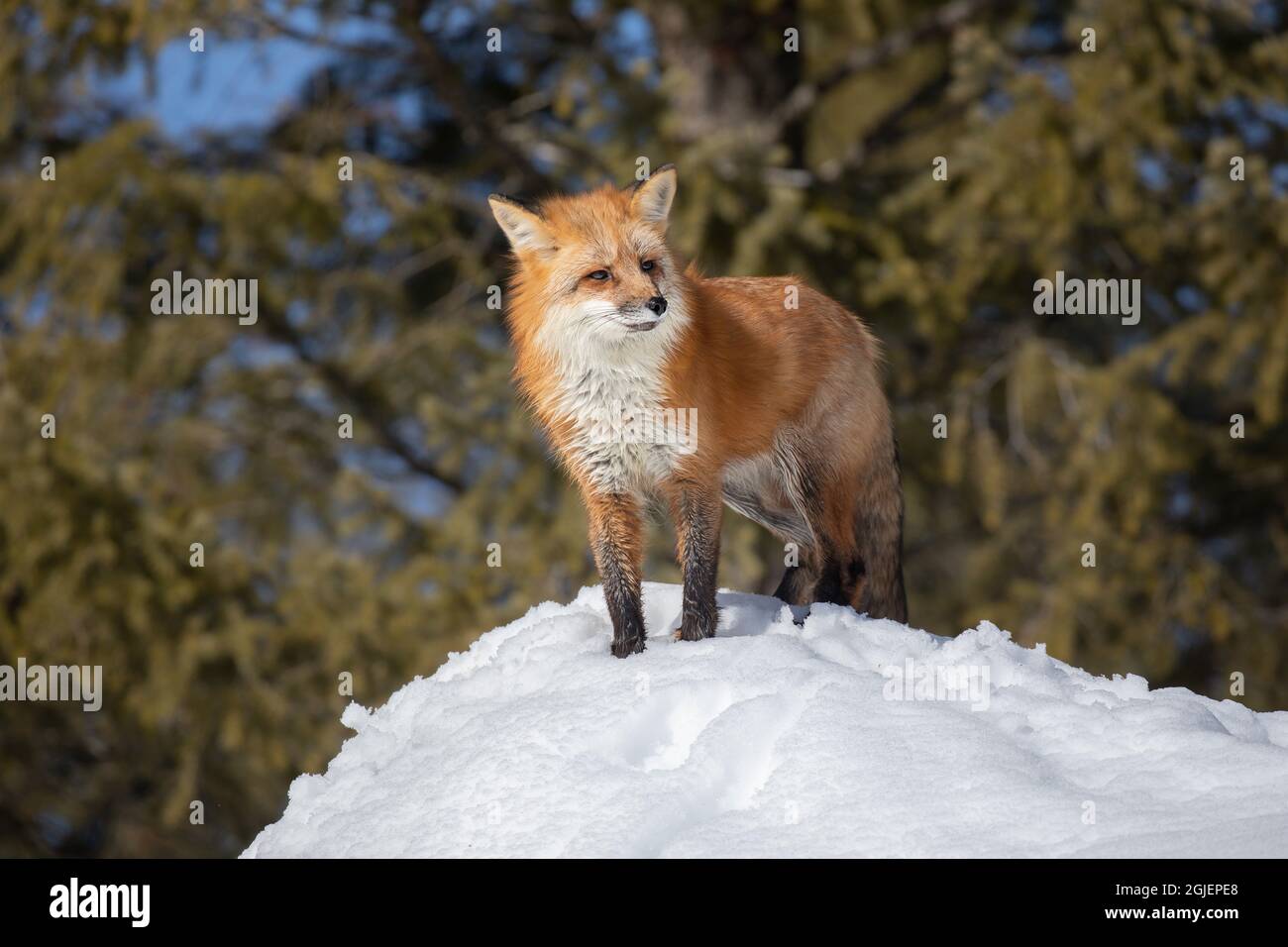 Red fox in snow, Montana Stock Photo - Alamy