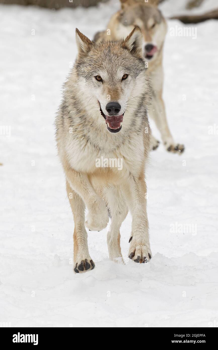 Tundra wolf running in snow, Montana Stock Photo - Alamy