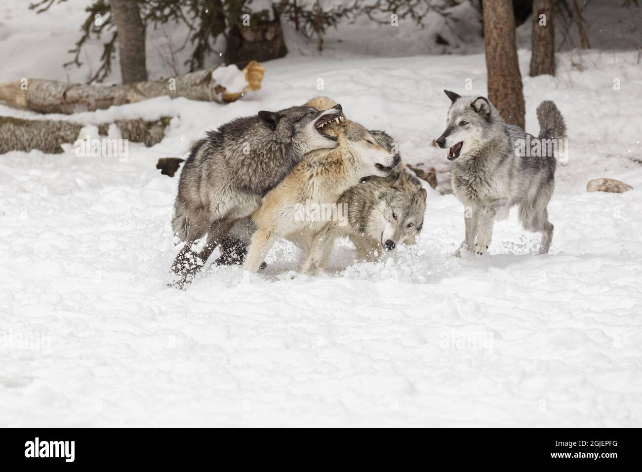 Gray wolf dominance behavior hi-res stock photography and images - Alamy