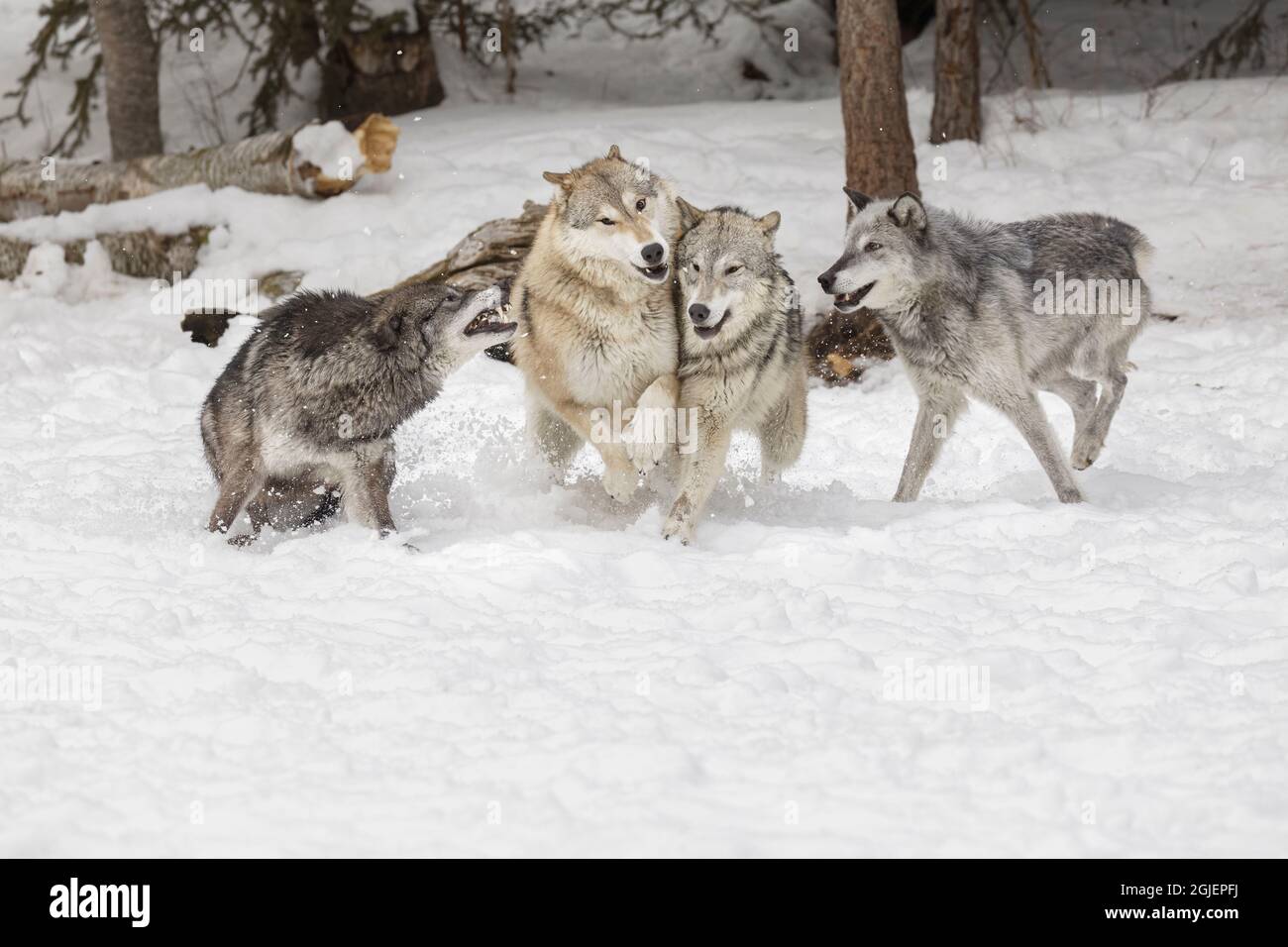 Gray wolf dominance behavior hi-res stock photography and images - Alamy