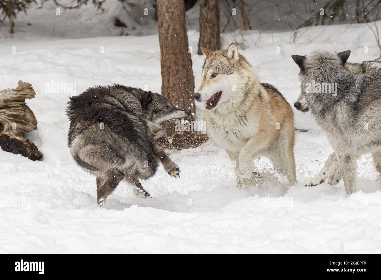 Gray wolf dominance behavior hi-res stock photography and images - Alamy