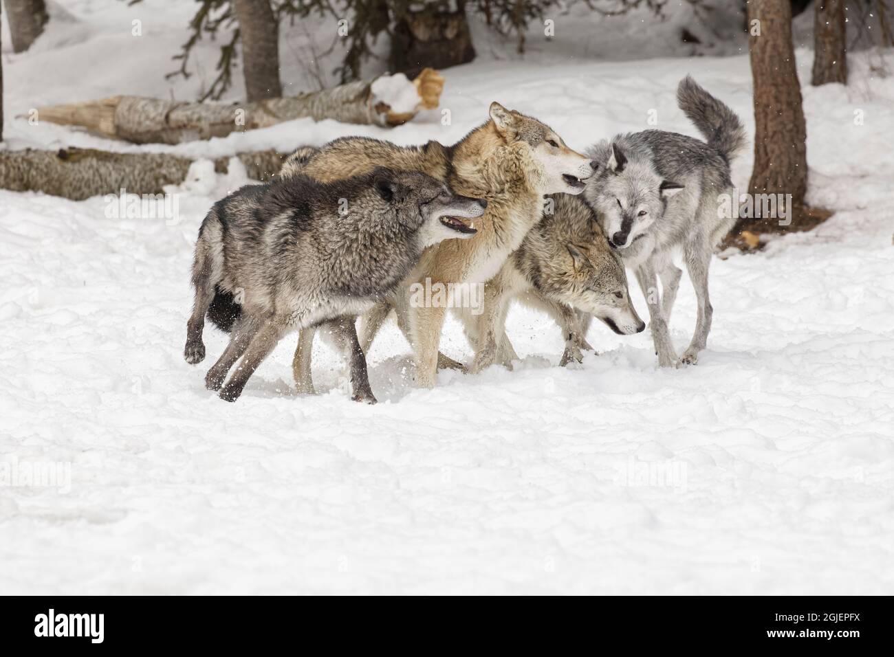 Gray wolf dominance behavior hi-res stock photography and images - Alamy