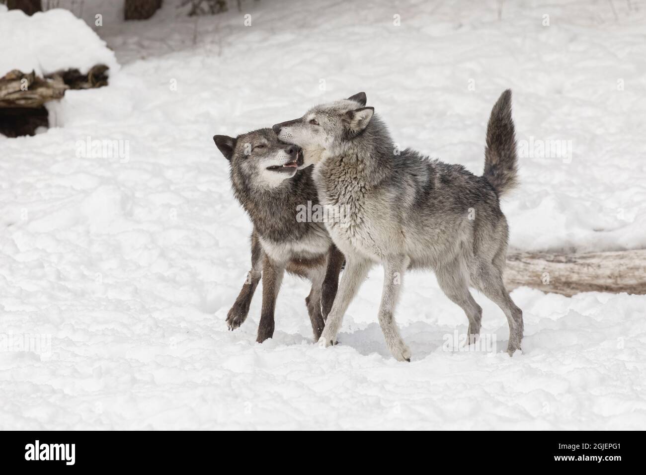 Gray wolf dominance behavior hi-res stock photography and images - Alamy