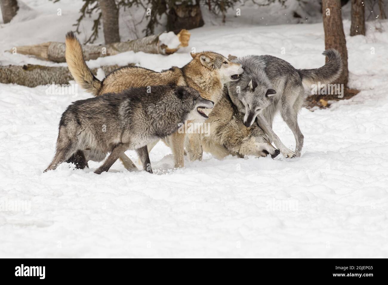 Gray wolf dominance behavior hi-res stock photography and images - Alamy
