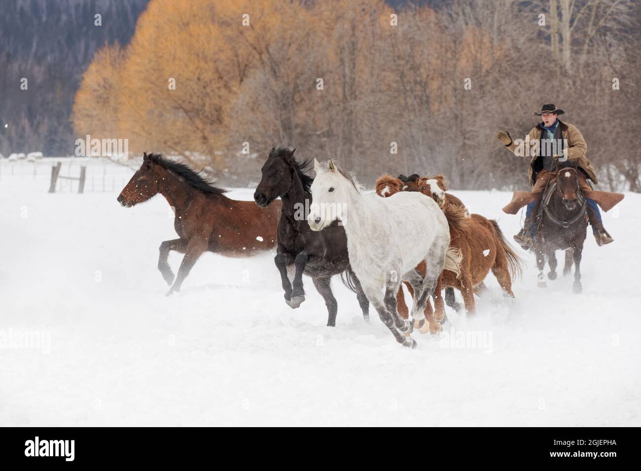 Cowboys during winter roundup, Kalispell, Montana Stock Photo - Alamy