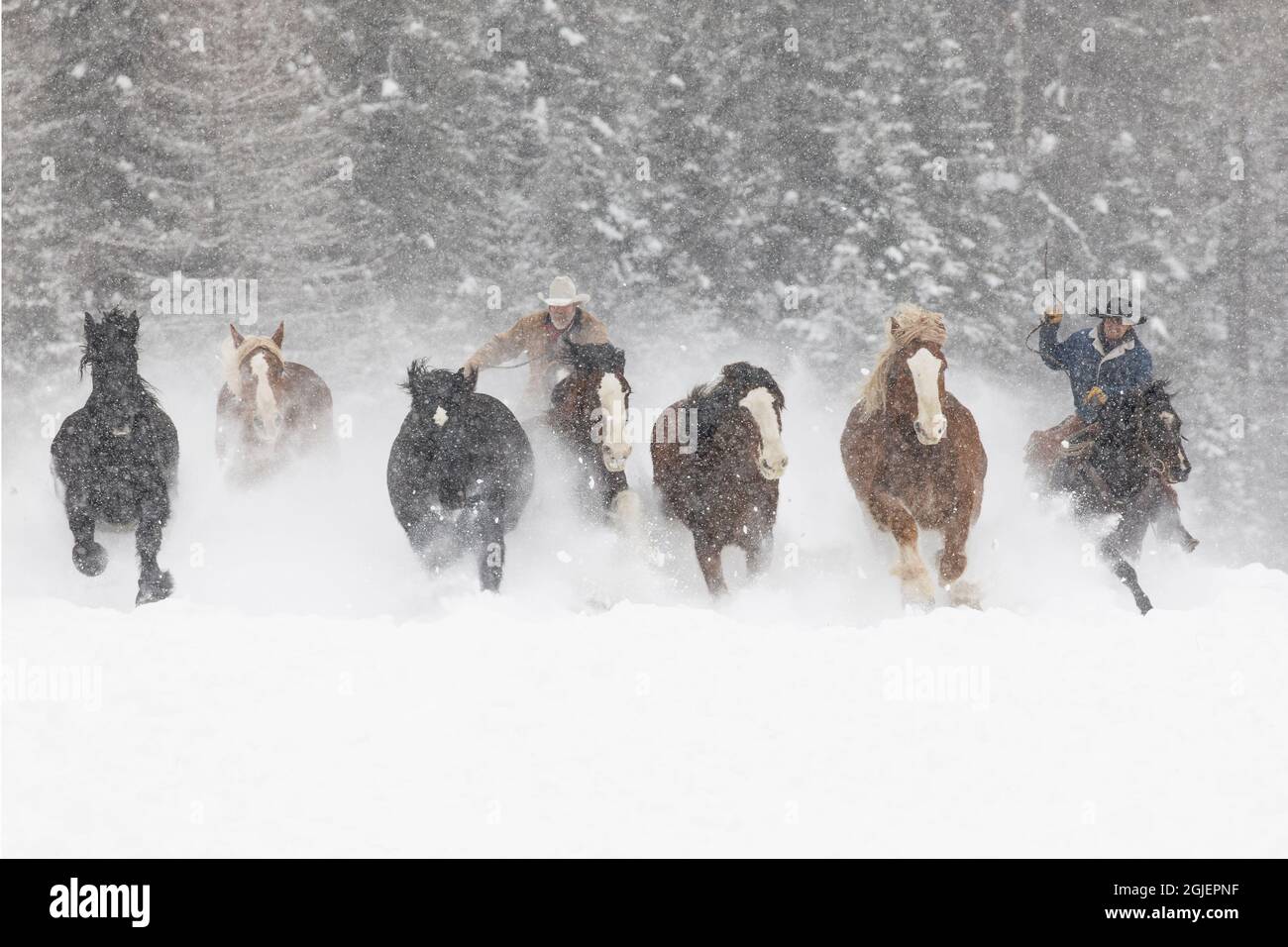 Cowboys during winter roundup, Kalispell, Montana Stock Photo - Alamy