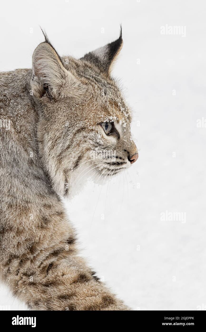 Bobcat in snow, Lynx rufus, controlled situation, Montana Stock Photo ...