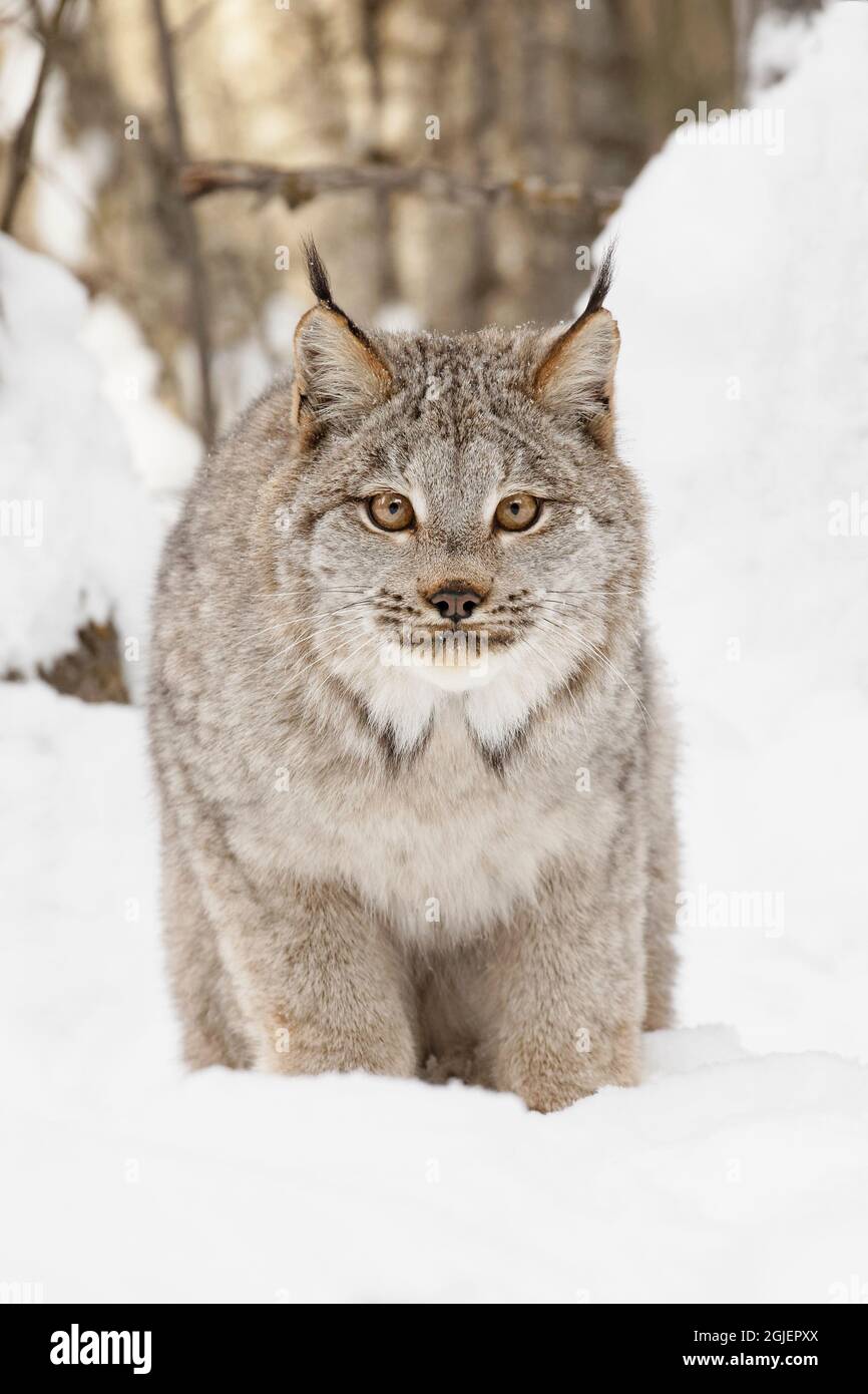 Canada lynx lynx canadensis in snow hi-res stock photography and images ...