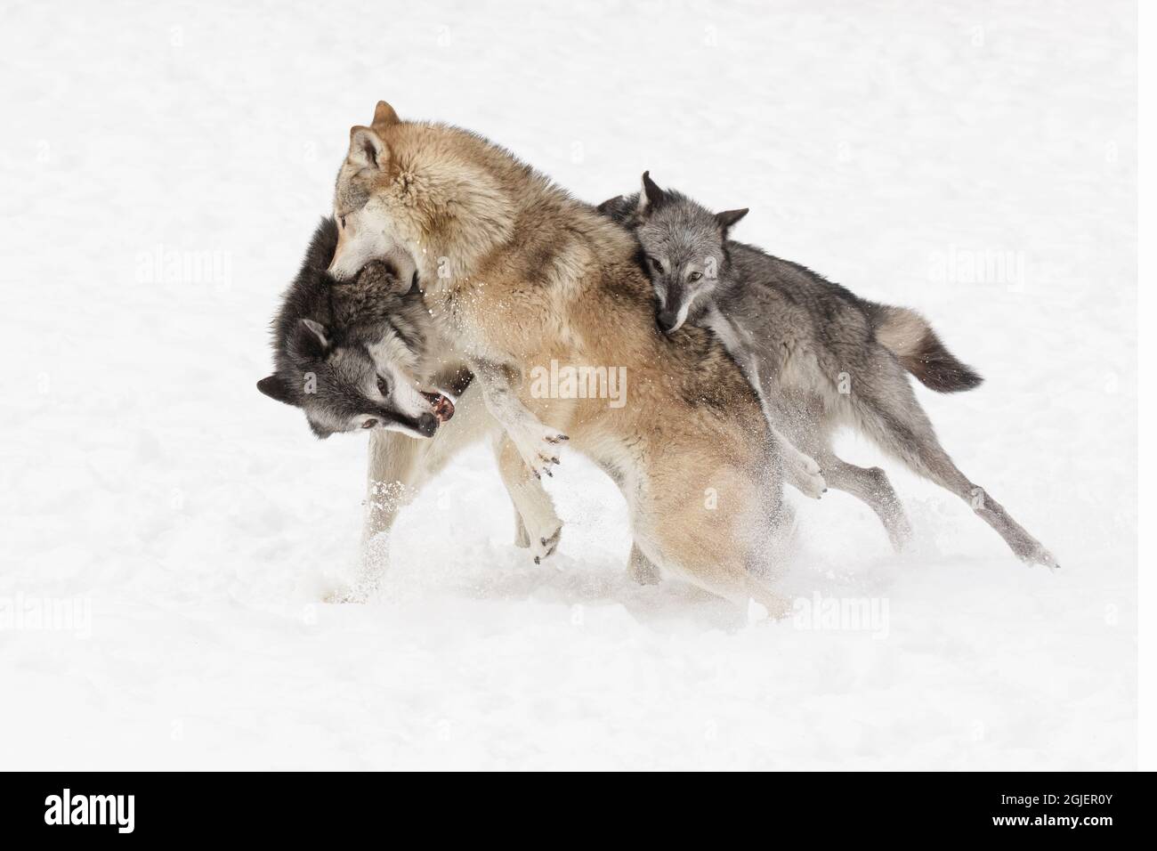 Alpha male wolf fighting hi-res stock photography and images - Alamy