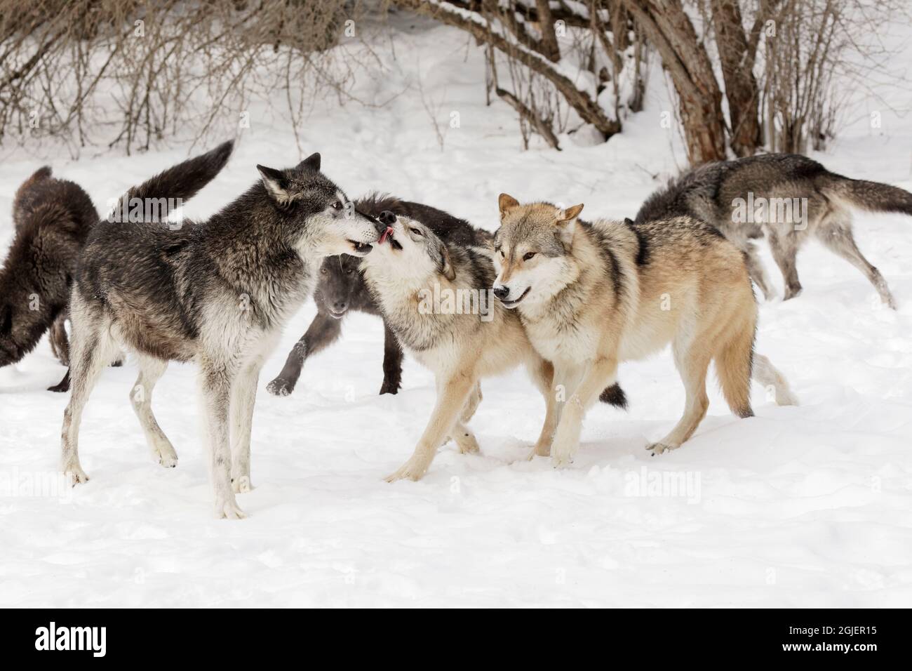 Alpha male wolf fighting hi-res stock photography and images - Alamy