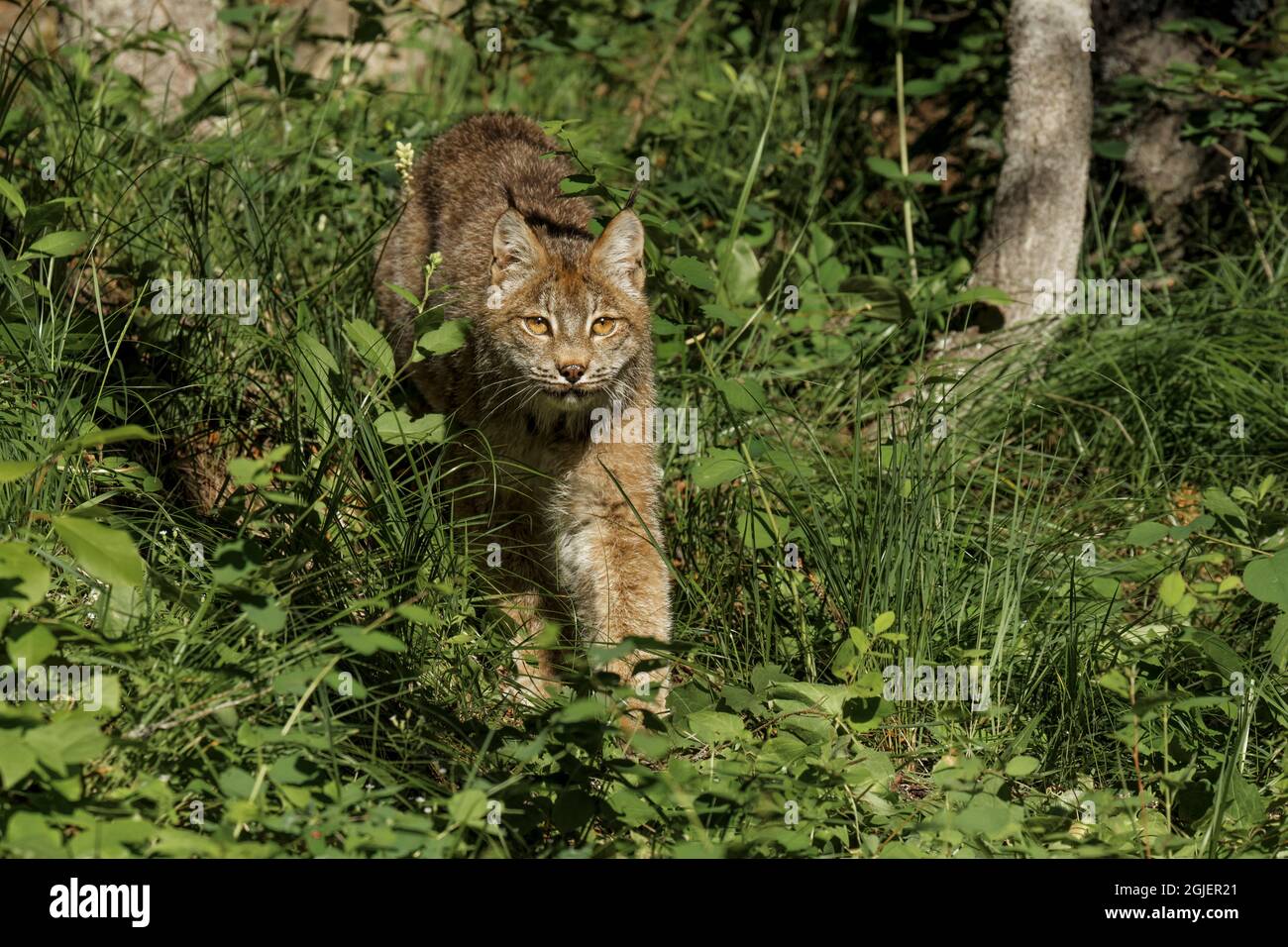 Canada lynx lynx canadensis hi-res stock photography and images - Alamy