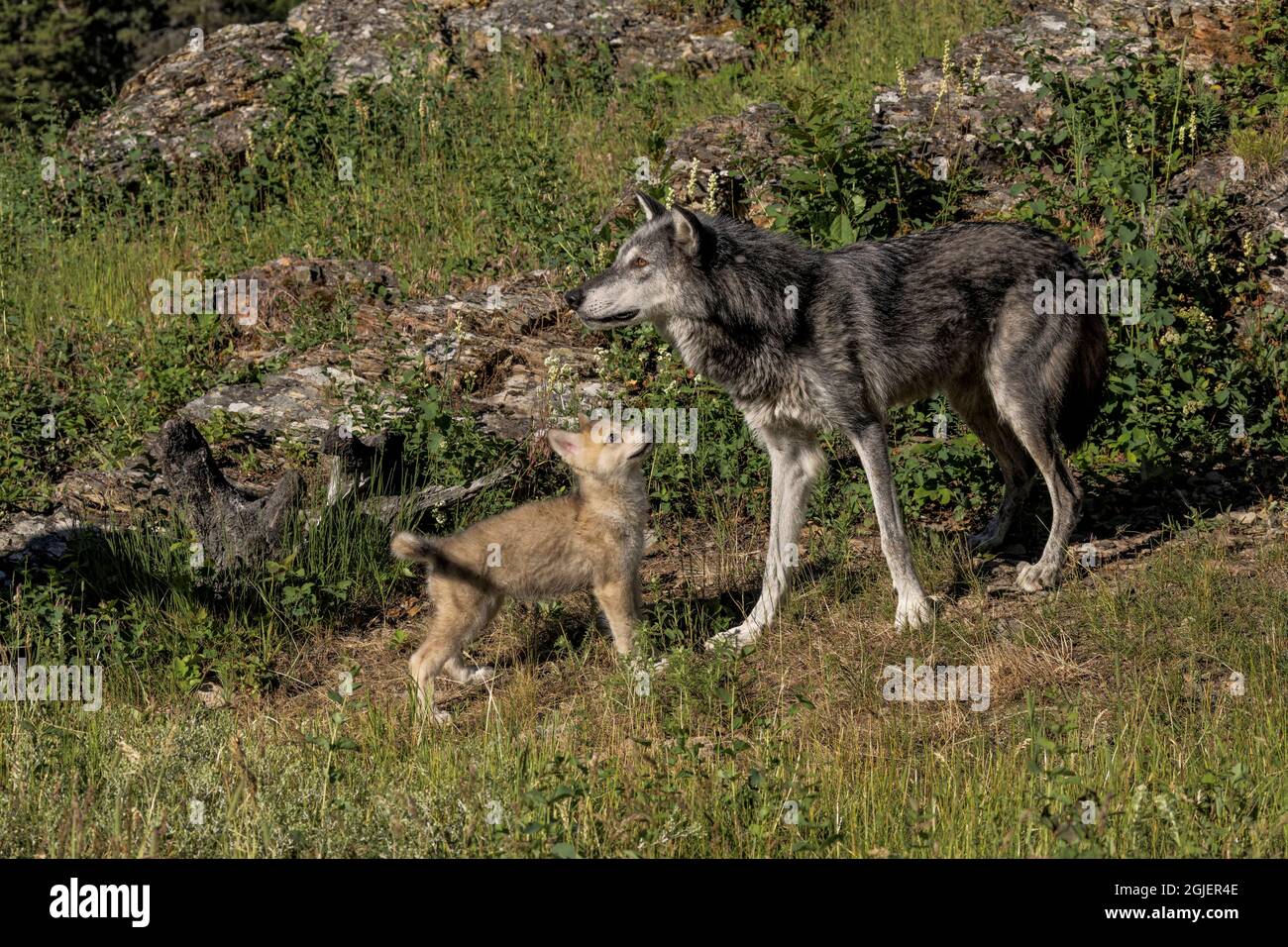 Pup with adult hi-res stock photography and images - Alamy
