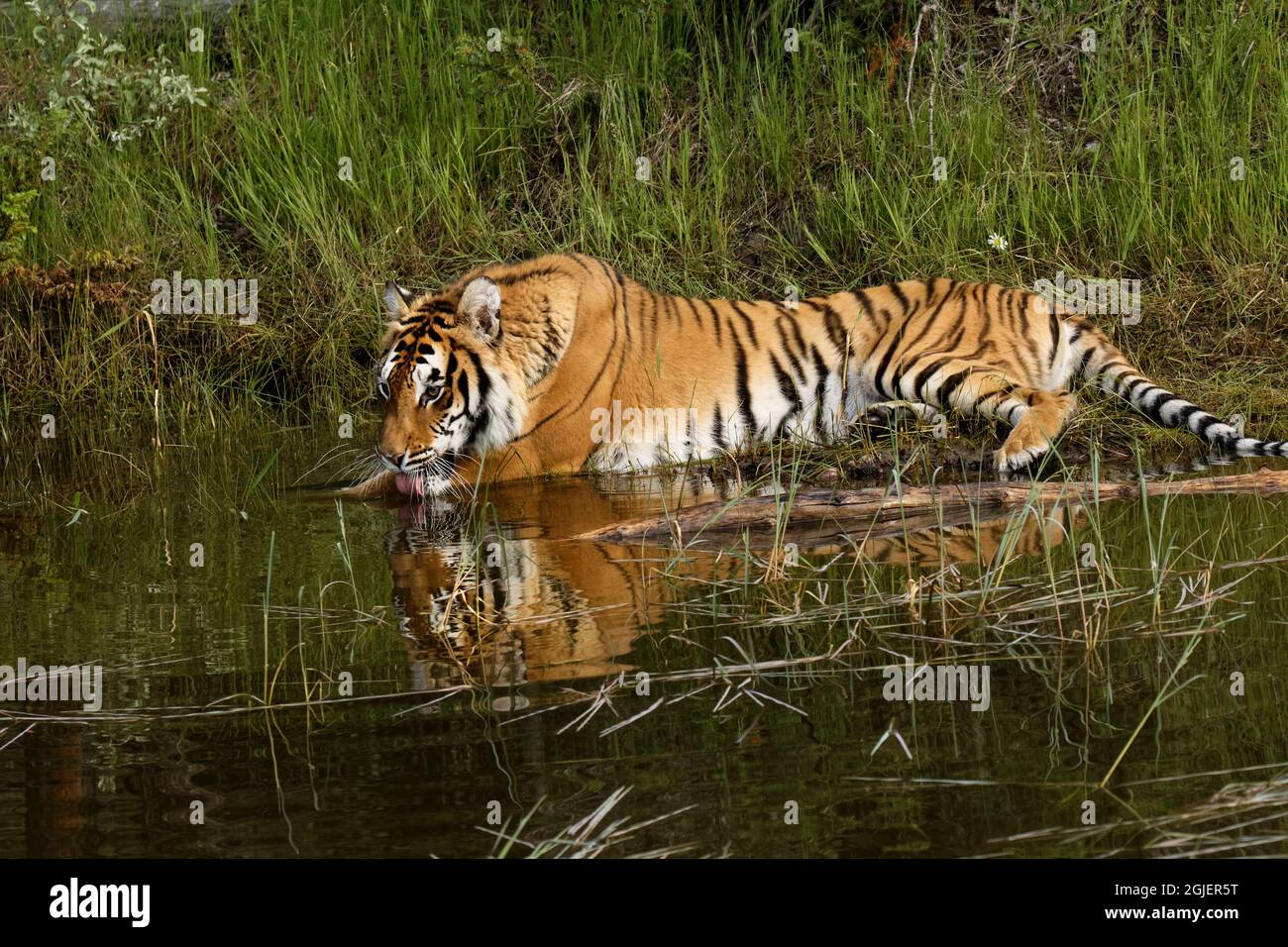 Siberian Tiger cooling off in small pond, Panthera tigris Altaic ...