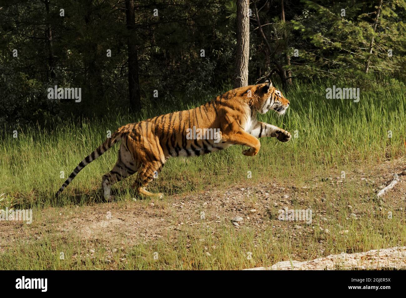 Siberian Tiger running sequence, Panthera tigris Altaic Captive Stock ...