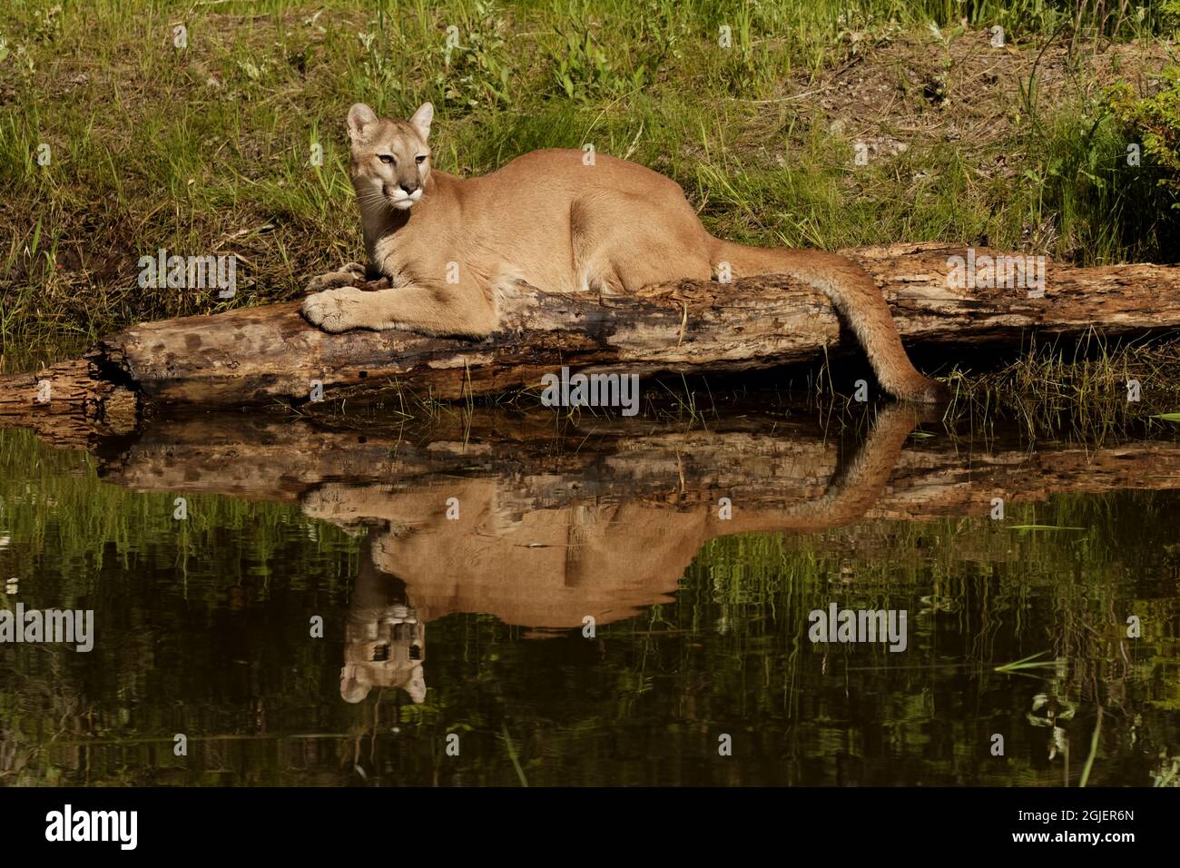 Mountain lion and reflection on pond, Kalispell, Montana controlled ...