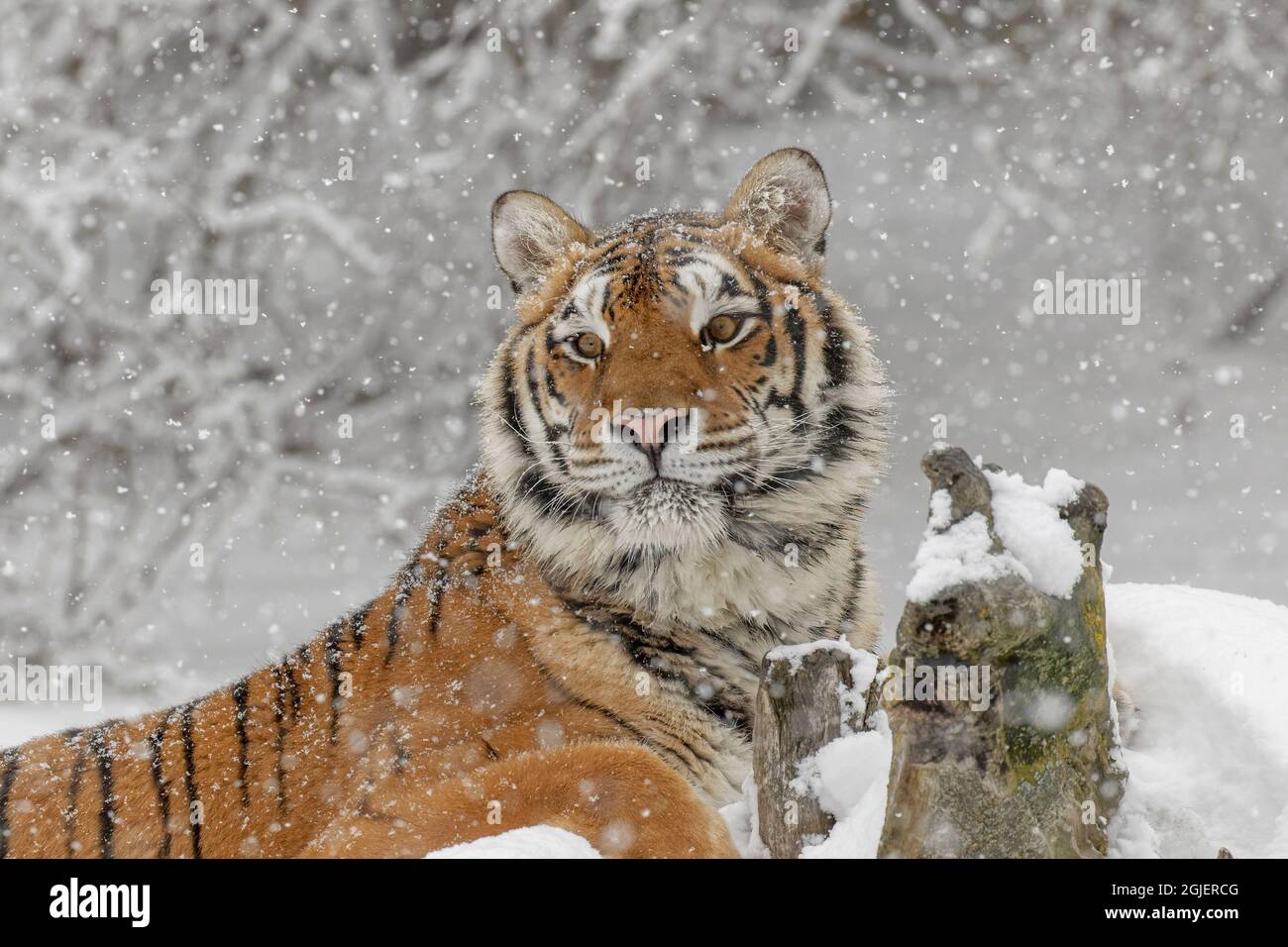 Siberian tiger in winter, Panthera tigris Tigris controlled situation ...