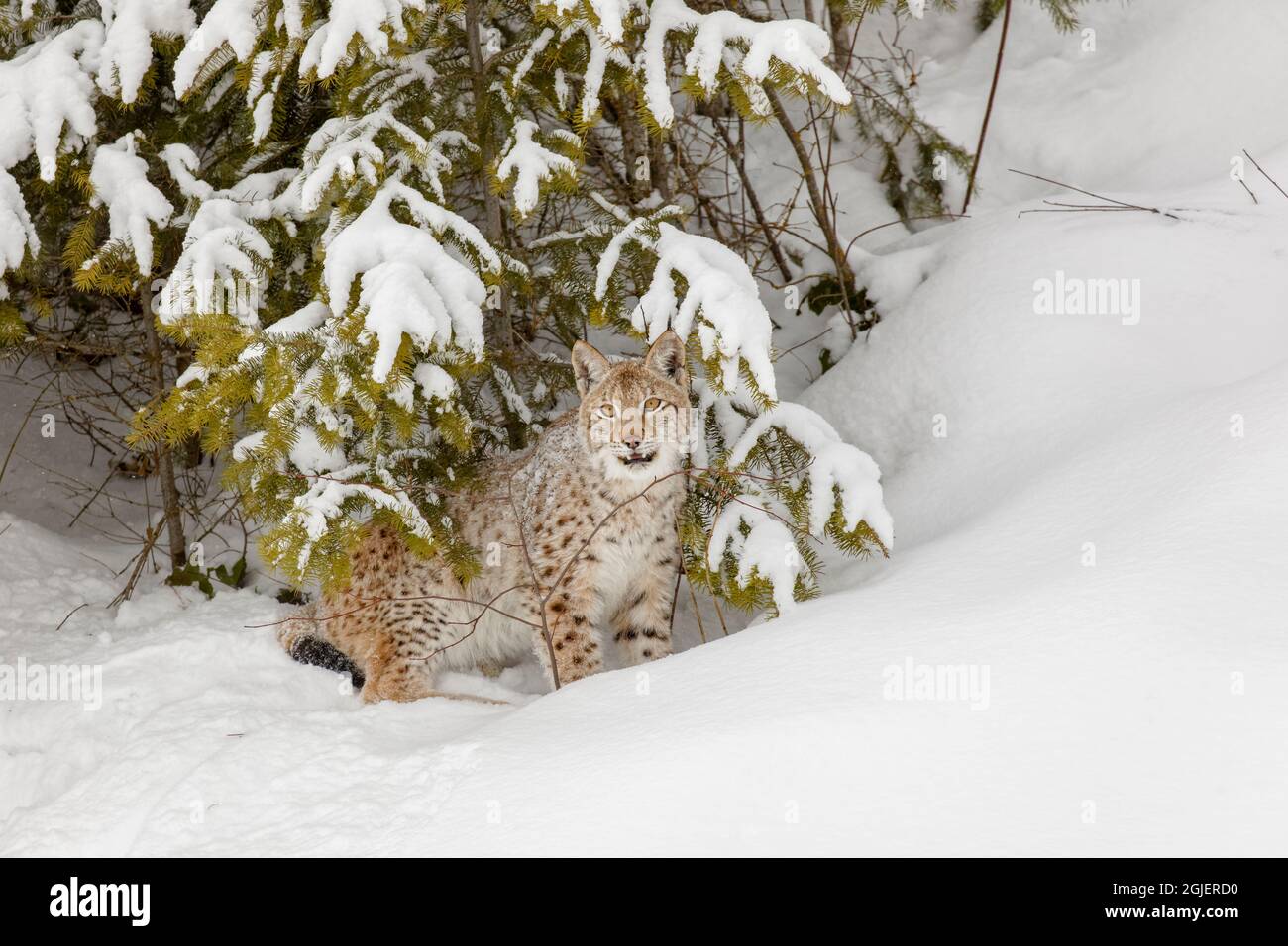 Siberian lynx chasing prey in winter, Lynx lynx Wrangel controlled ...