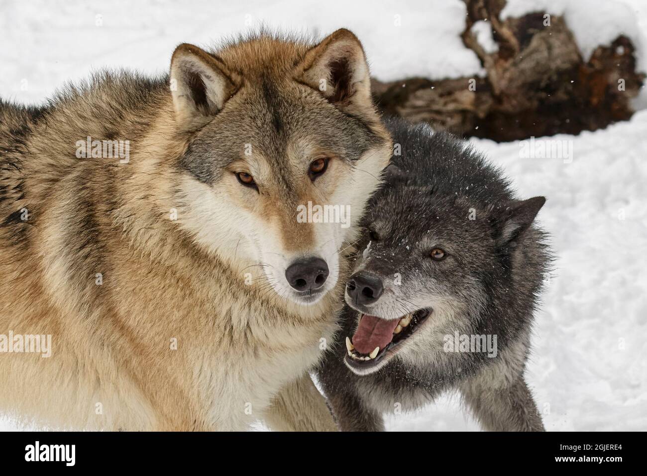 Tundra wolves running together, Canis lupus Albus controlled situation ...