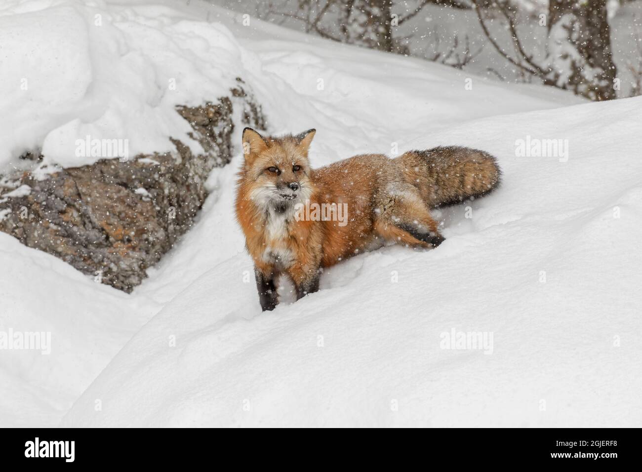 Red fox in fresh winter snow, Vulpes vulpes, controlled situation ...