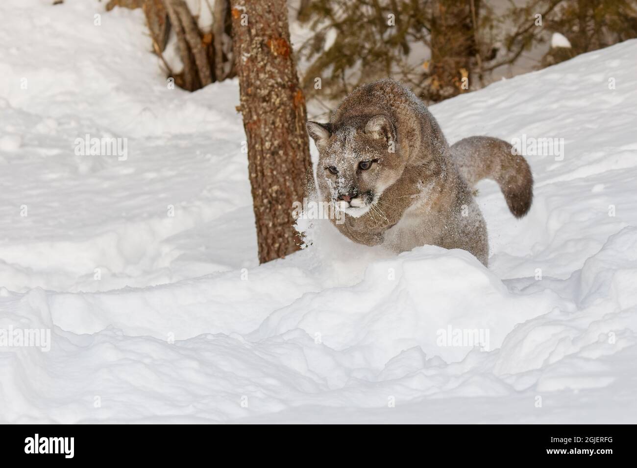 Juvenile mountain lion in deep winter snow, controlled situation ...