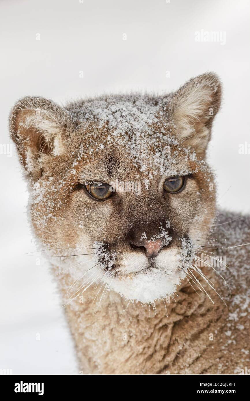 Juvenile mountain lion in deep winter snow, controlled situation ...