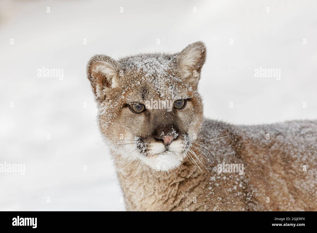 Juvenile mountain lion hi-res stock photography and images - Alamy