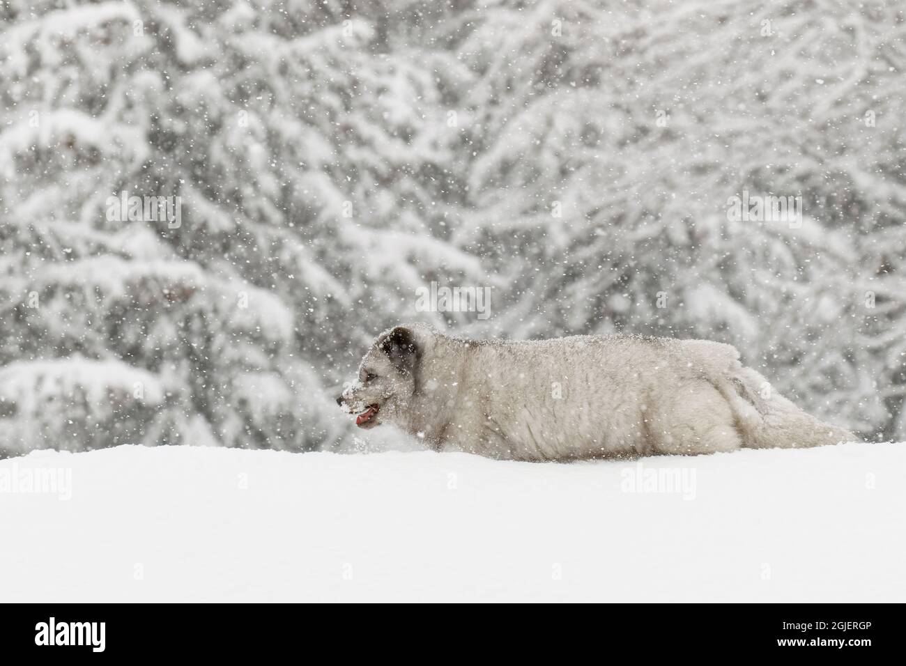 Silver fox in snow, a melanistic form of the red fox, Vulpes vulpes ...