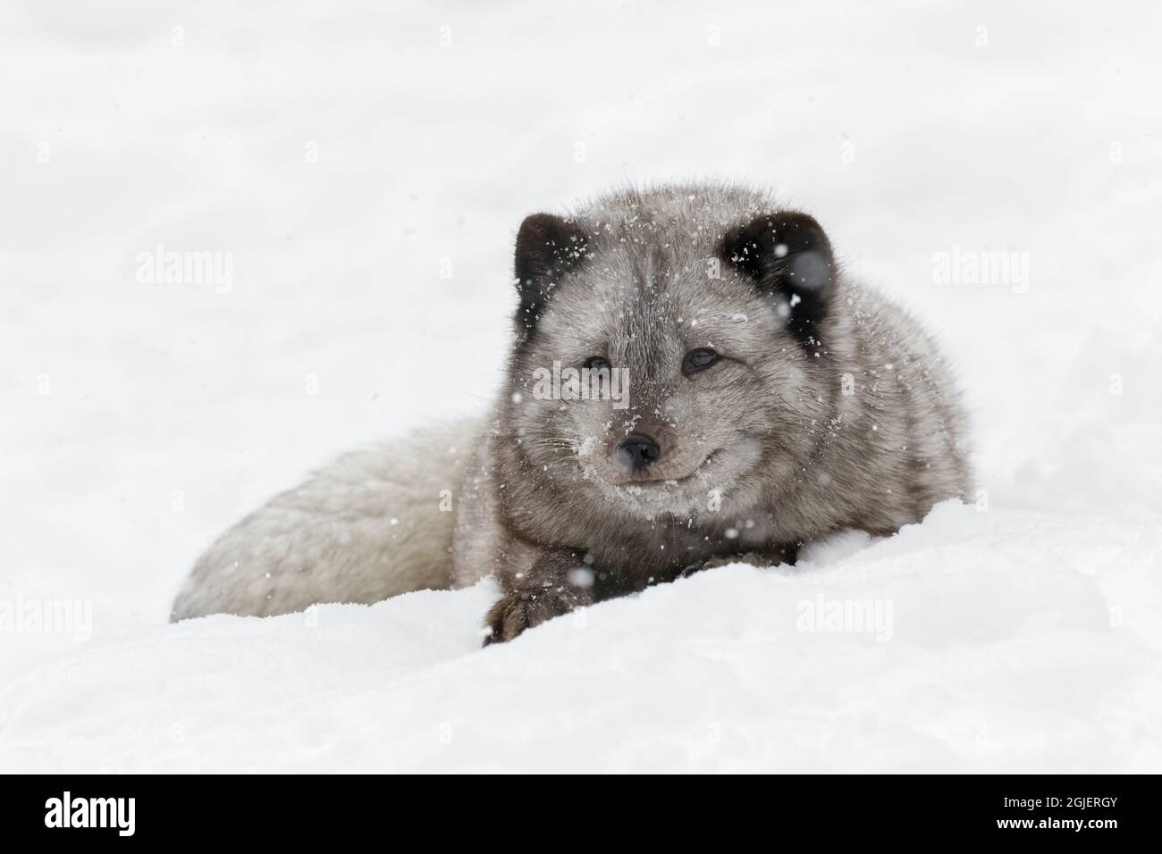 Silver fox in snow, a melanistic form of the red fox, Vulpes vulpes ...