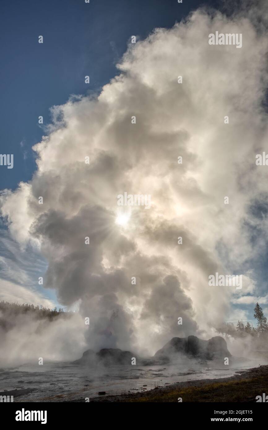 Rocket geyser and Grotto geyser erupting with sun behind the steam ...