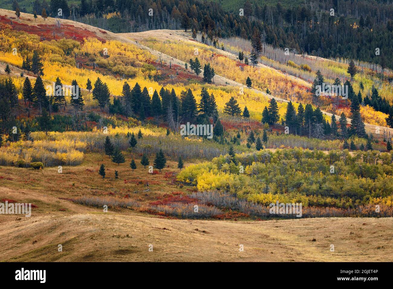 Autumn colors on hillside just outside Bozeman, Montana Stock Photo - Alamy