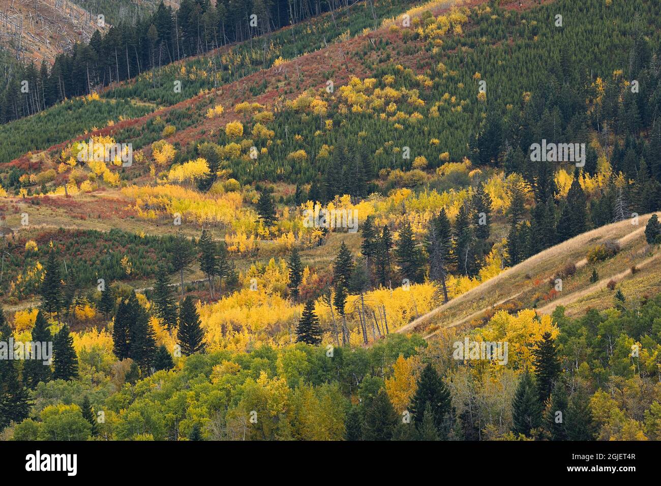 Autumn colors on hillside just outside Bozeman, Montana Stock Photo - Alamy