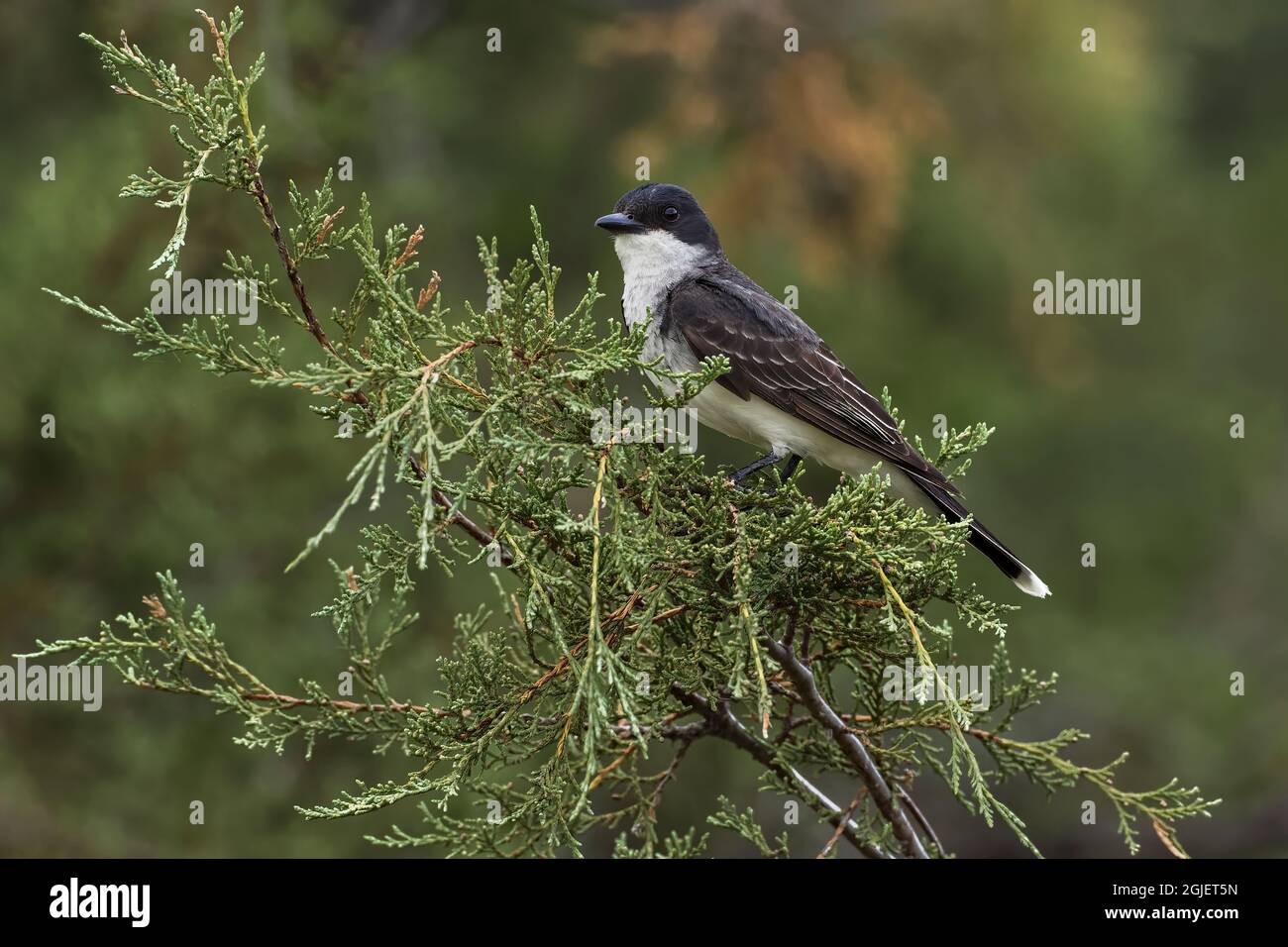 Eastern kingbird, Tyrannus tyrannus, Glacier National Park, Montana ...
