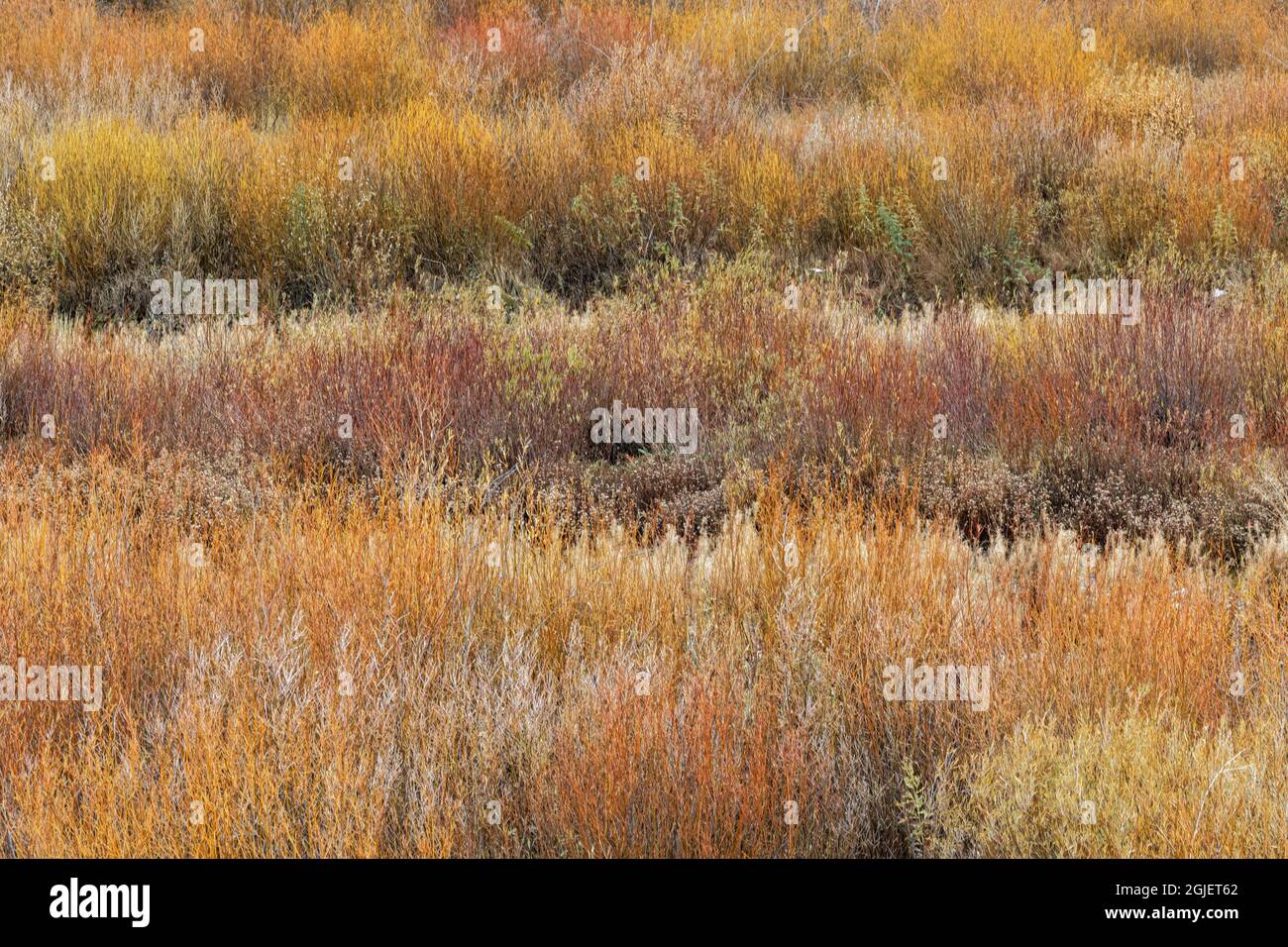 Colorful autumn grasses along Gallatin River, Yellowstone National Park ...