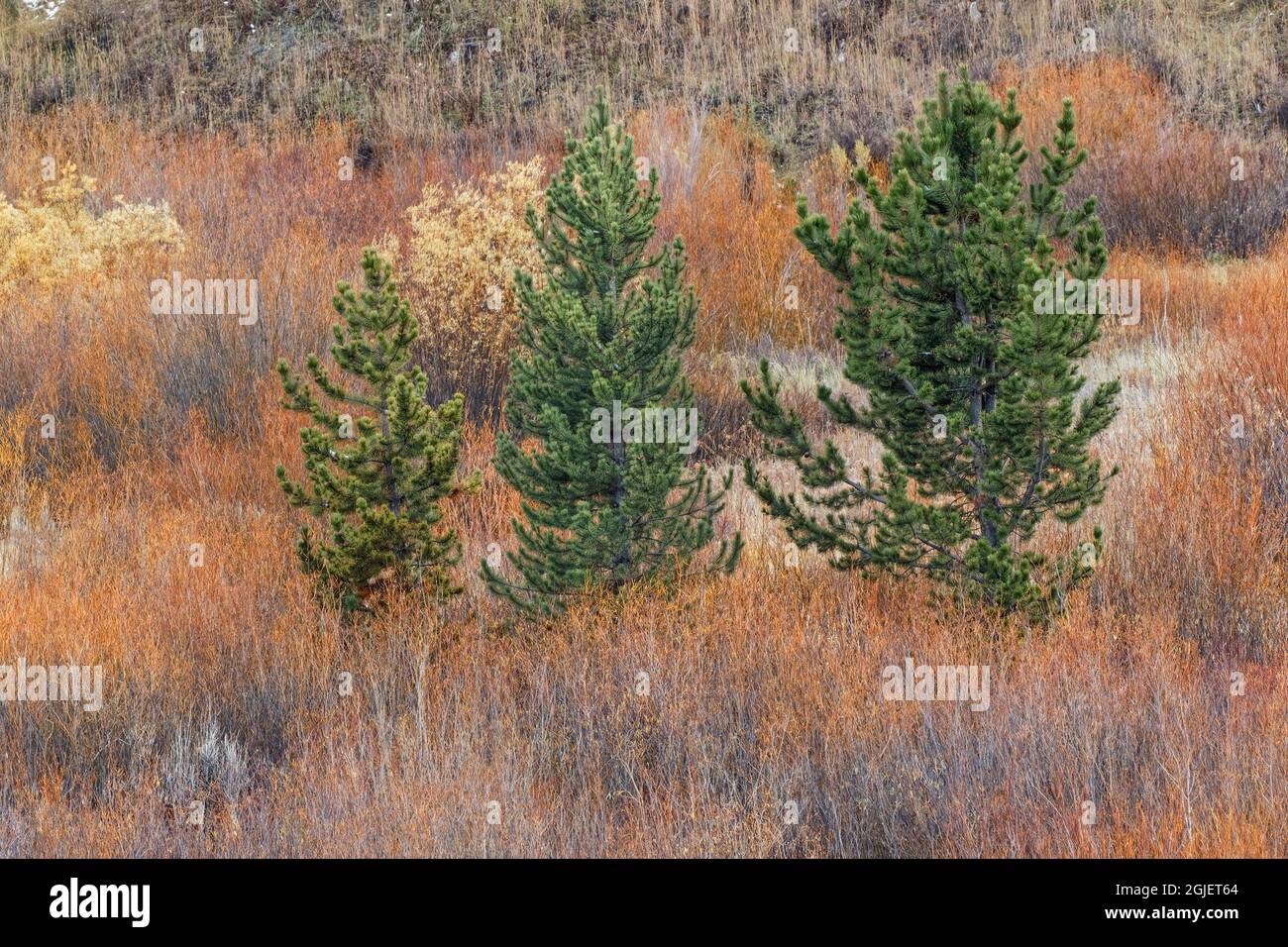Colorful autumn grasses along Gallatin River, Yellowstone National Park ...