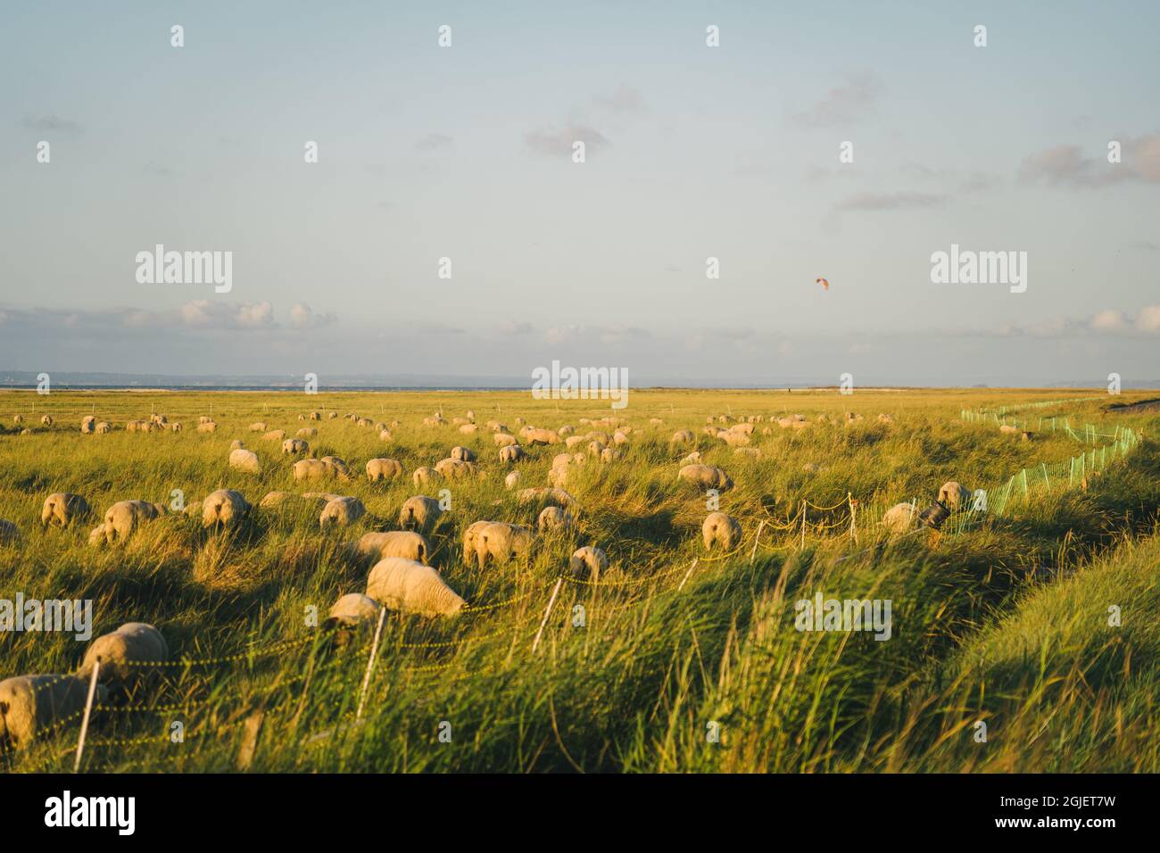 Congregation of sheep hi-res stock photography and images - Alamy