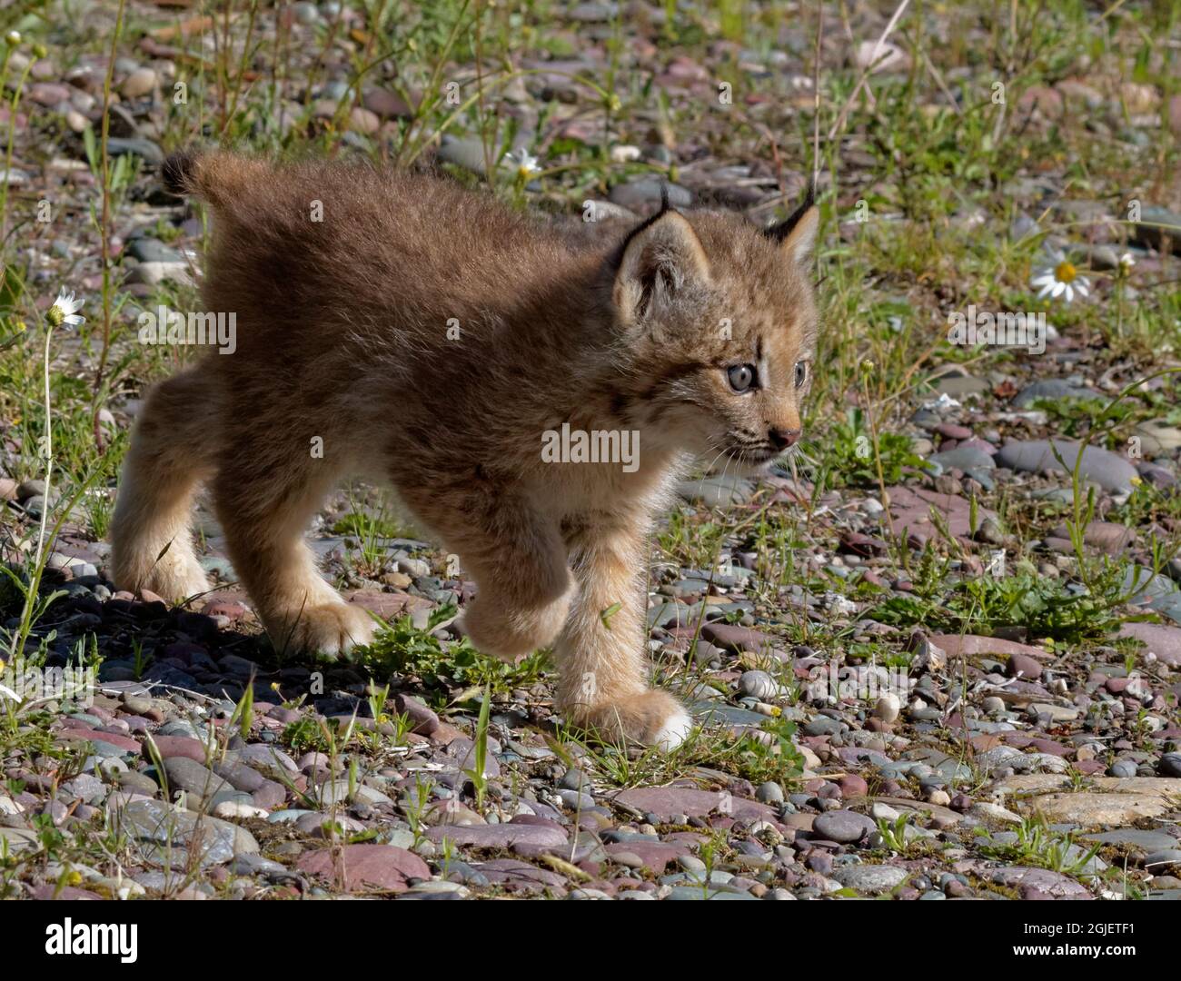 Baby bobcat hi-res stock photography and images - Alamy