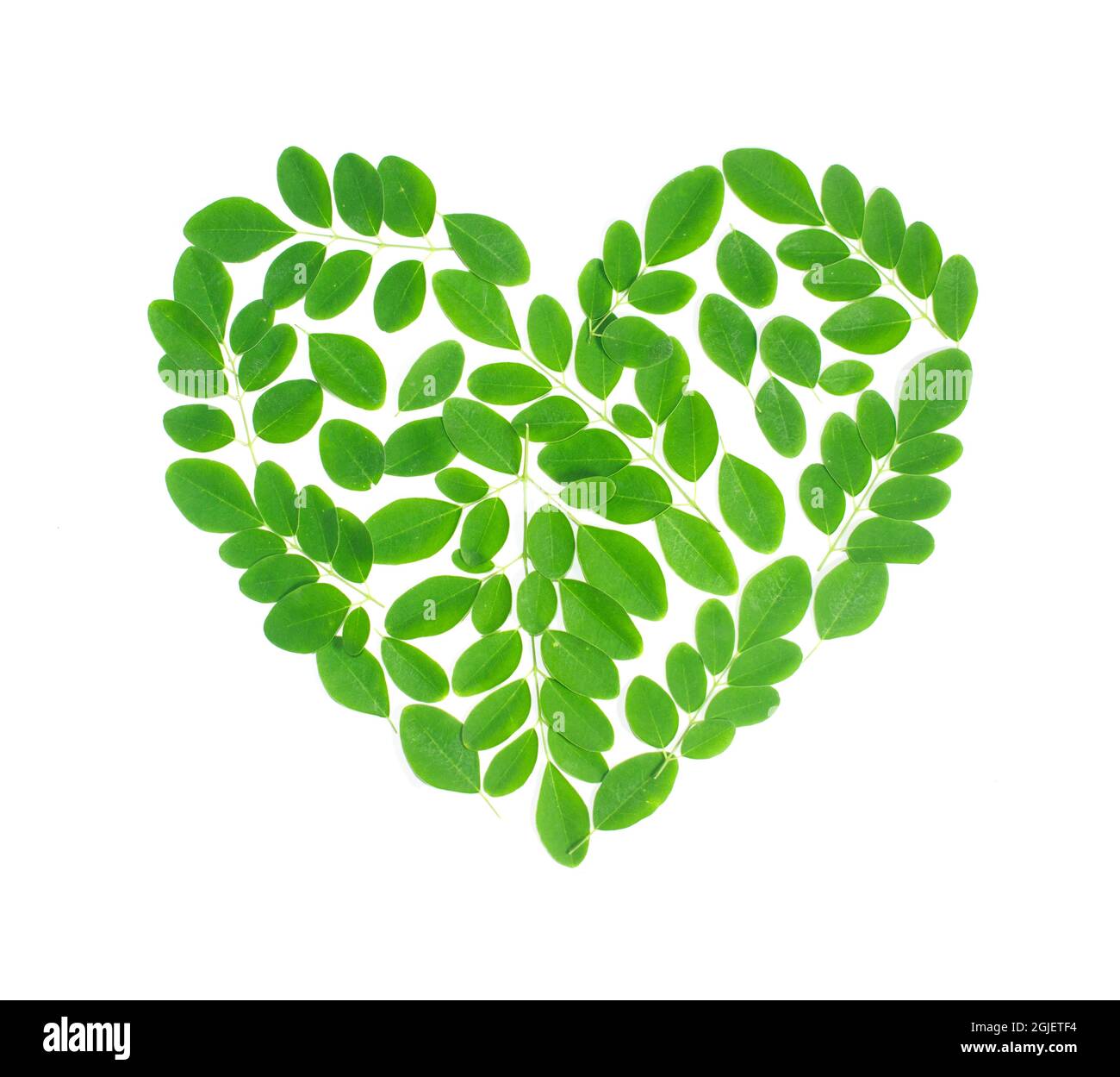 Love shape Drumstick Leaves. Moringa Olefera, Moringa Leaves in a white ...