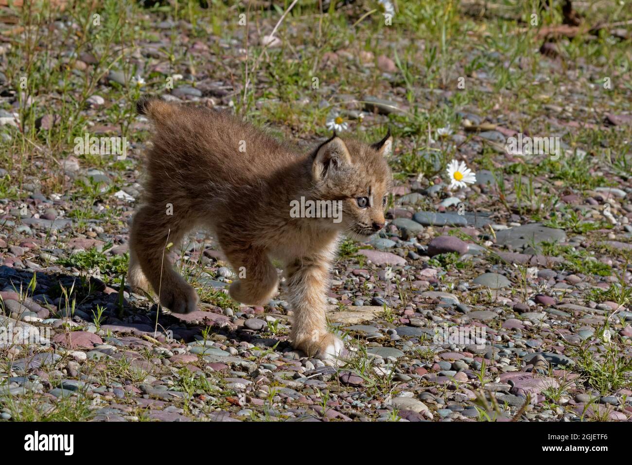 Baby bobcat hi-res stock photography and images - Alamy