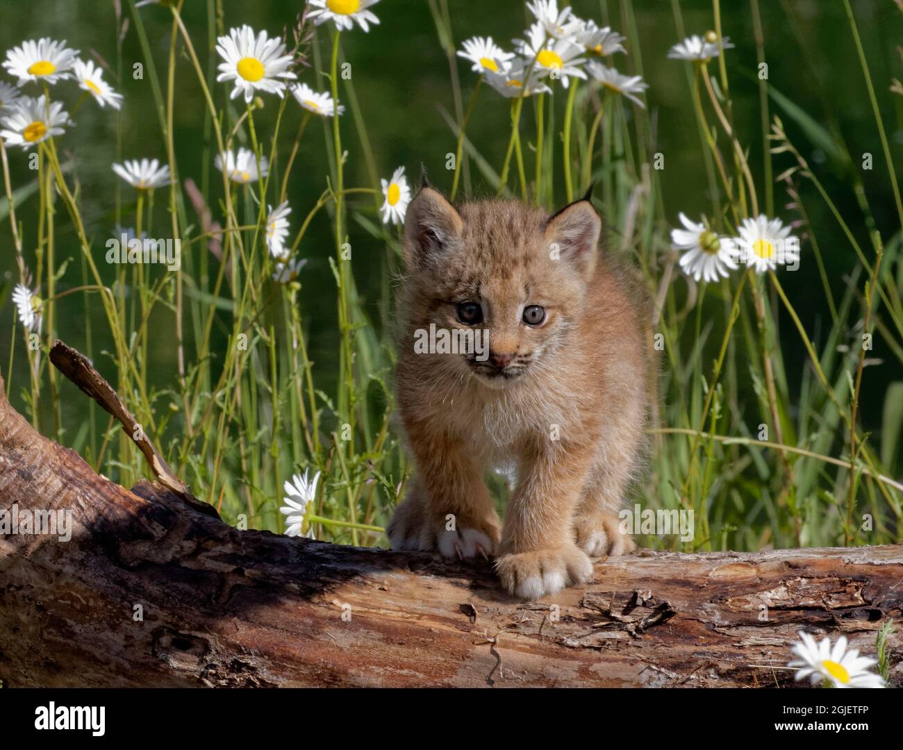 Baby bobcat hi-res stock photography and images - Alamy