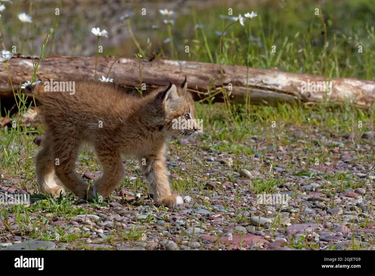 Baby bobcat hi-res stock photography and images - Alamy