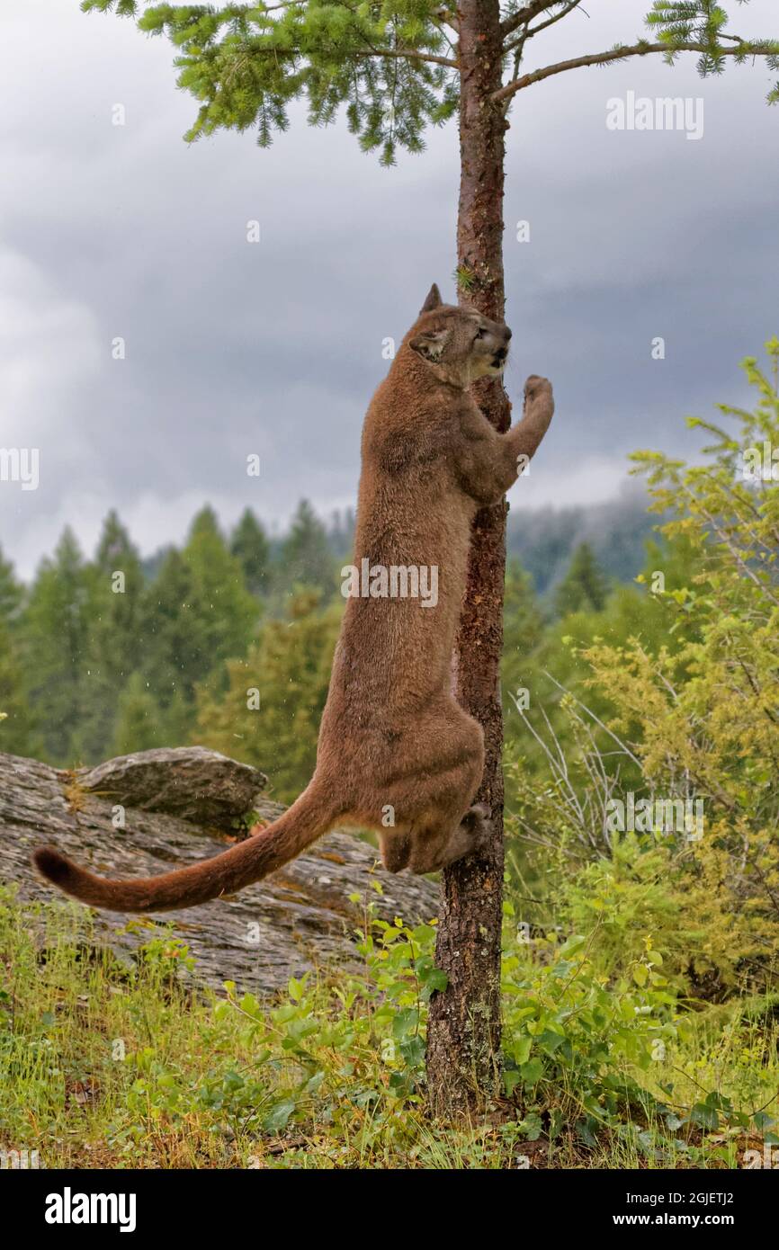 USA, Montana. Mountain lion climbing tree in controlled environment ...