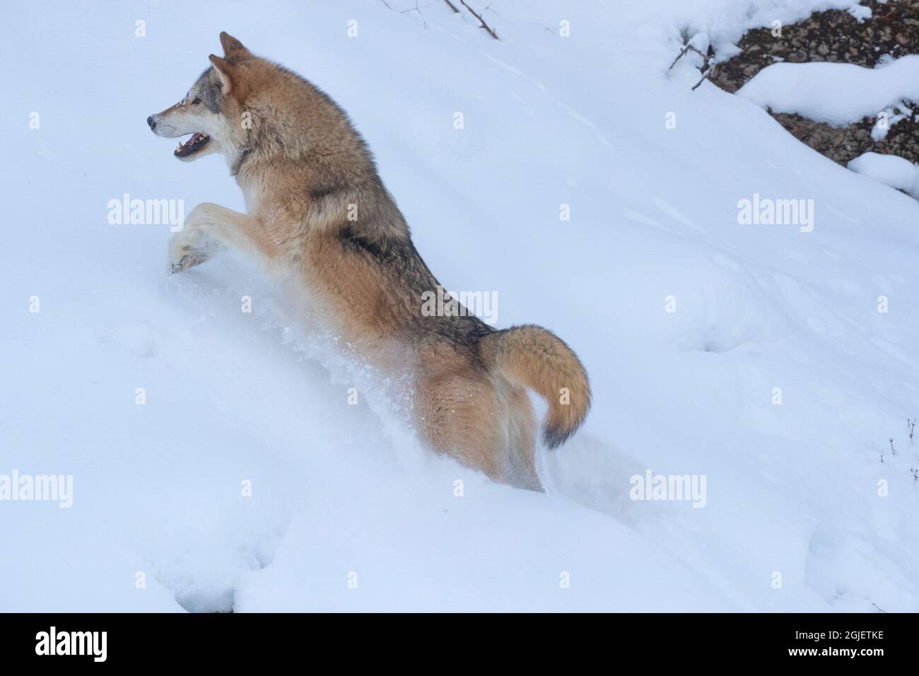 Timber wolf running hi-res stock photography and images - Alamy