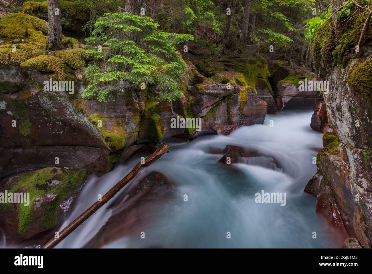 Avalanche Gorge in Glacier National Park, Montana, USA Stock Photo - Alamy