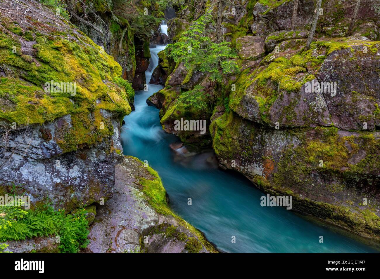 Avalanche gorge in glacier national hi-res stock photography and images ...