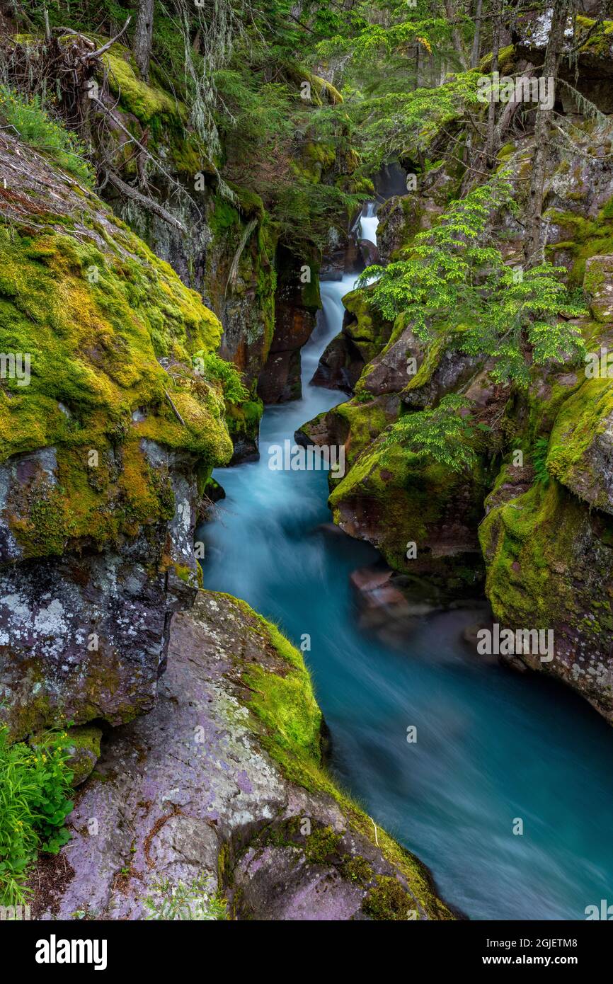 Avalanche gorge in glacier national hi-res stock photography and images ...